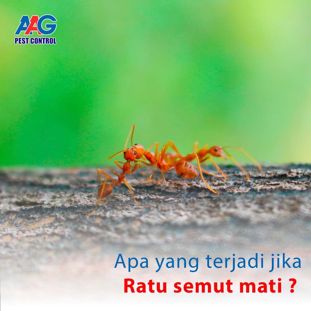 Blog Post - AAG Pest Control